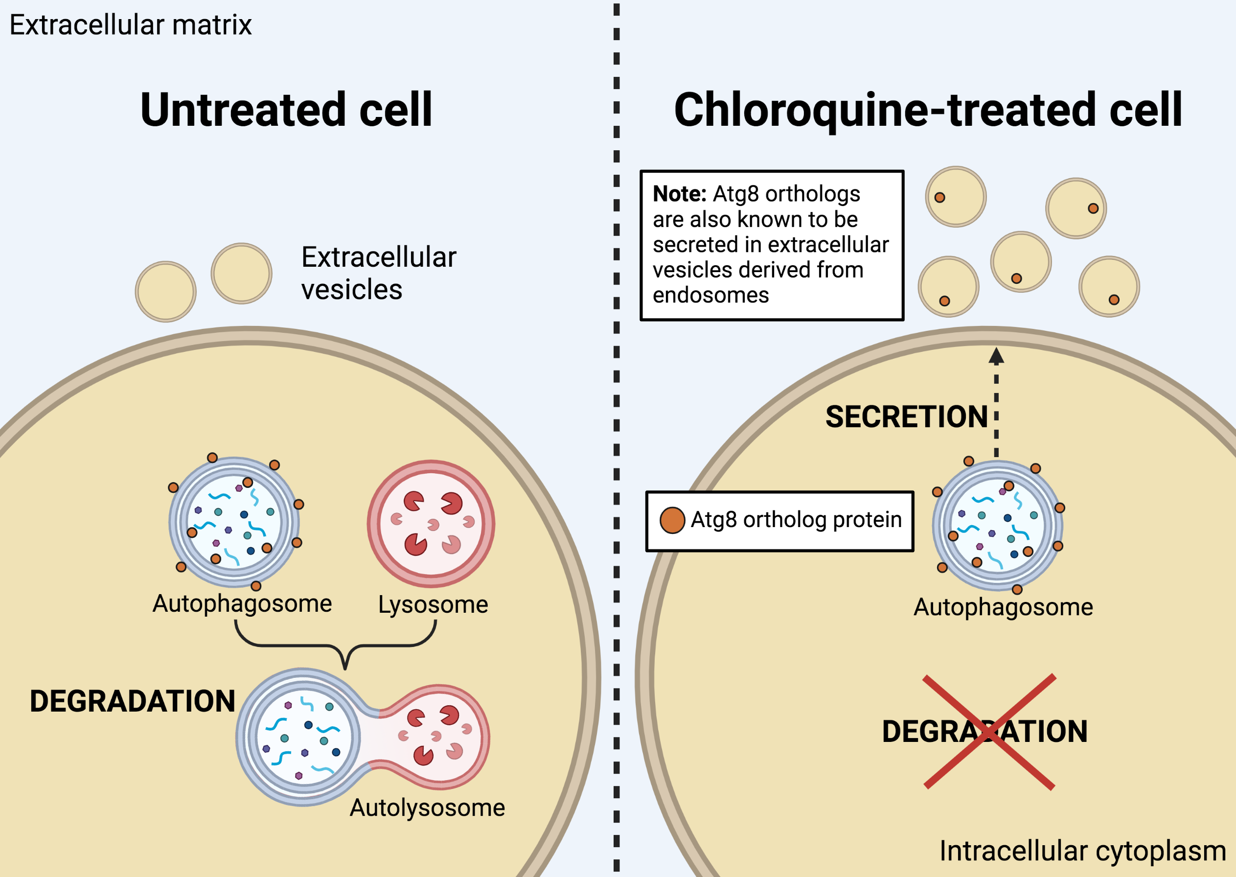 Autophagy Machinery Contributes To Stress Induced Secretion Of Proteins